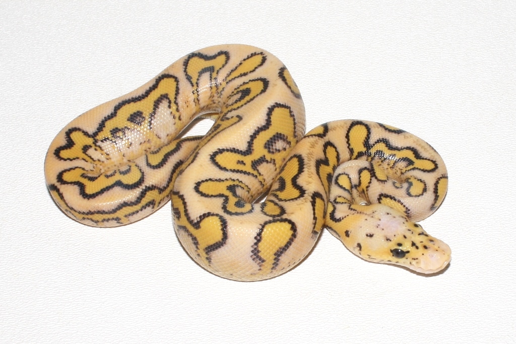 Super Gravel Pastel Clown Ball Python by Rp Reptiles - MorphMarket