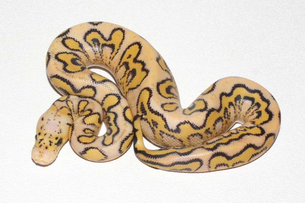 Super Gravel Pastel Clown Ball Python by Rp Reptiles - MorphMarket