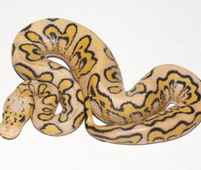 Super Gravel Pastel Clown Ball Python by Rp Reptiles - MorphMarket