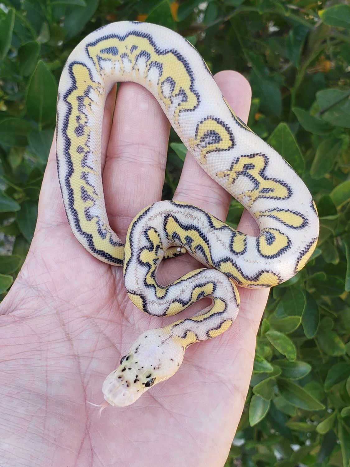 Super Gravel Pastel Clown Ball Python by Rp Reptiles - MorphMarket