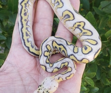 Super Gravel Pastel Clown Ball Python by Rp Reptiles - MorphMarket