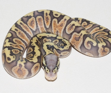 Super Gravel Pastel Clown Ball Python by Rp Reptiles - MorphMarket