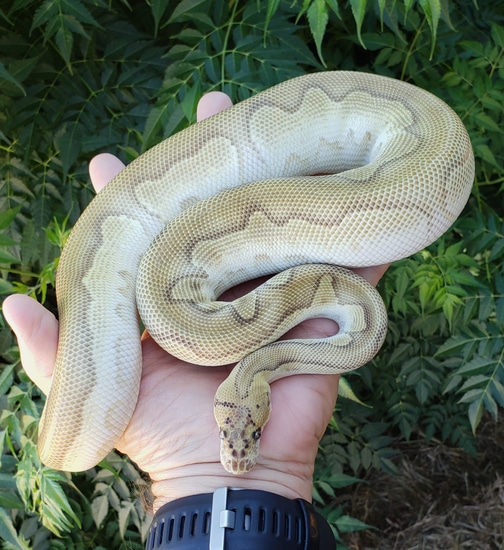 Black Head Enchi Mojave Pastel Clown (Poss Het Ghost) Ball Python by Rp ...