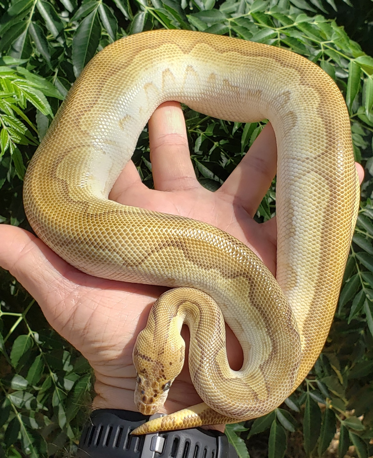Black Head Enchi Mojave Pastel Clown (Poss Het Ghost) Ball Python by Rp ...