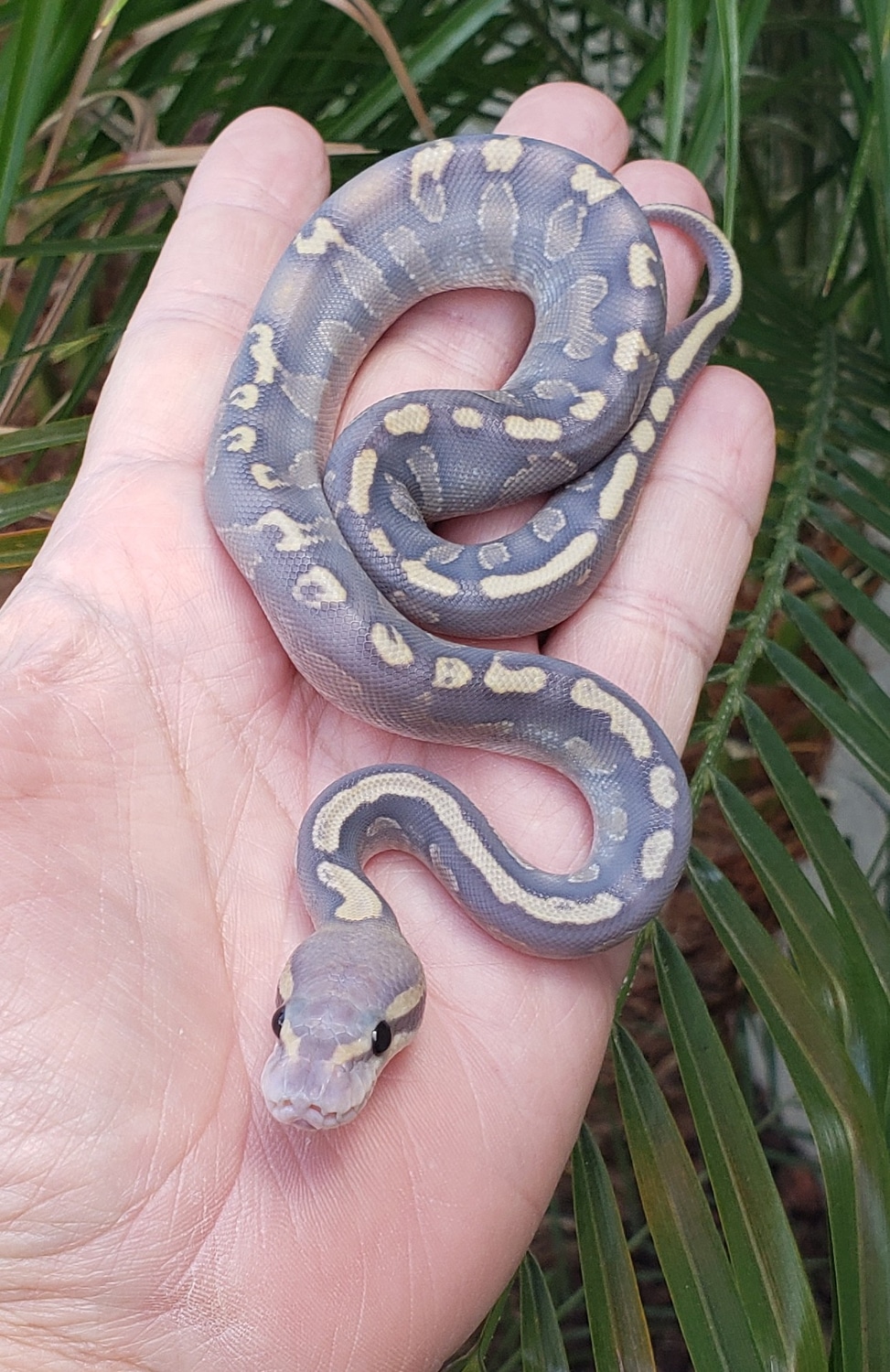 Hypo Chocolate GHI Vanilla Ball Python by Rp Reptiles - MorphMarket
