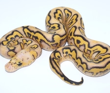 Super Gravel Pastel Clown Ball Python by Rp Reptiles - MorphMarket
