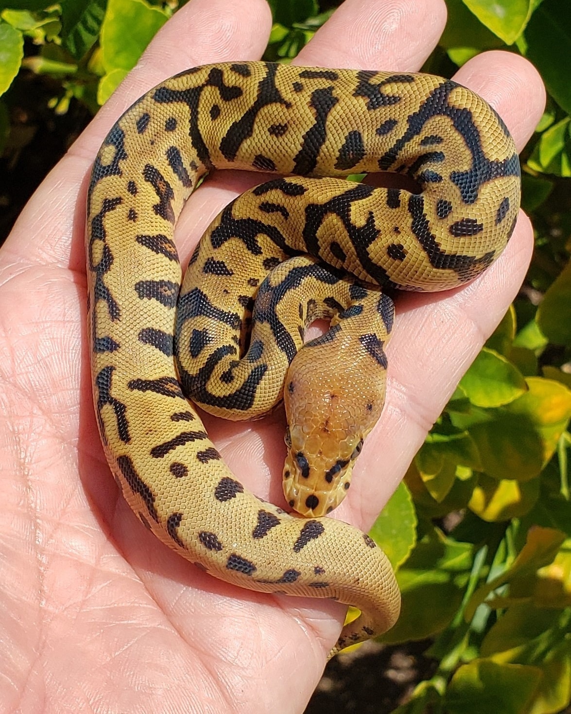 Confusion Enchi Gravel Spotnose Clown Ball Python by Rp Reptiles - MorphMarket