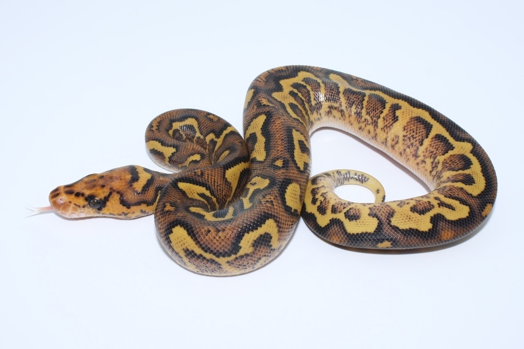 Super Gravel Clown Ball Python by Rp Reptiles - MorphMarket