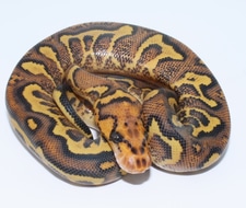 Super Gravel Clown Ball Python by Rp Reptiles - MorphMarket