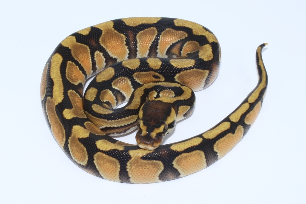 Enchi Het Cryptic Poss Het Ghost Ball Python by Rp Reptiles - MorphMarket