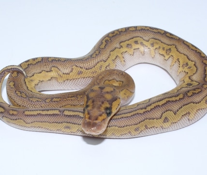 Super Gravel Pastel Clown Ball Python by Rp Reptiles - MorphMarket