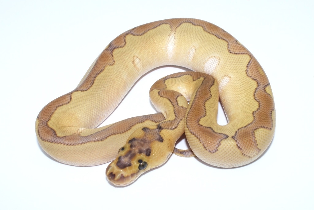Enchi Lesser Clown Ball Python by Rp Reptiles - MorphMarket
