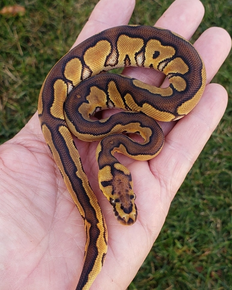 Black Pastel Enchi Clown Ball Python by Rp Reptiles - MorphMarket