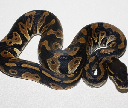 Black Head Mojave Pastel Clown (Poss Het Ghost) Ball Python by Rp ...