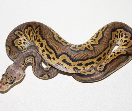 Super Enchi Black Head Pastel Clown Ball Python by Rp Reptiles ...