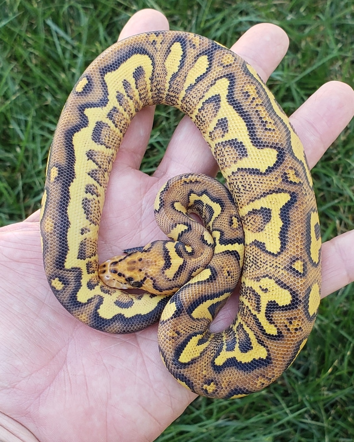 Super Gravel Clown Ball Python by Rp Reptiles - MorphMarket