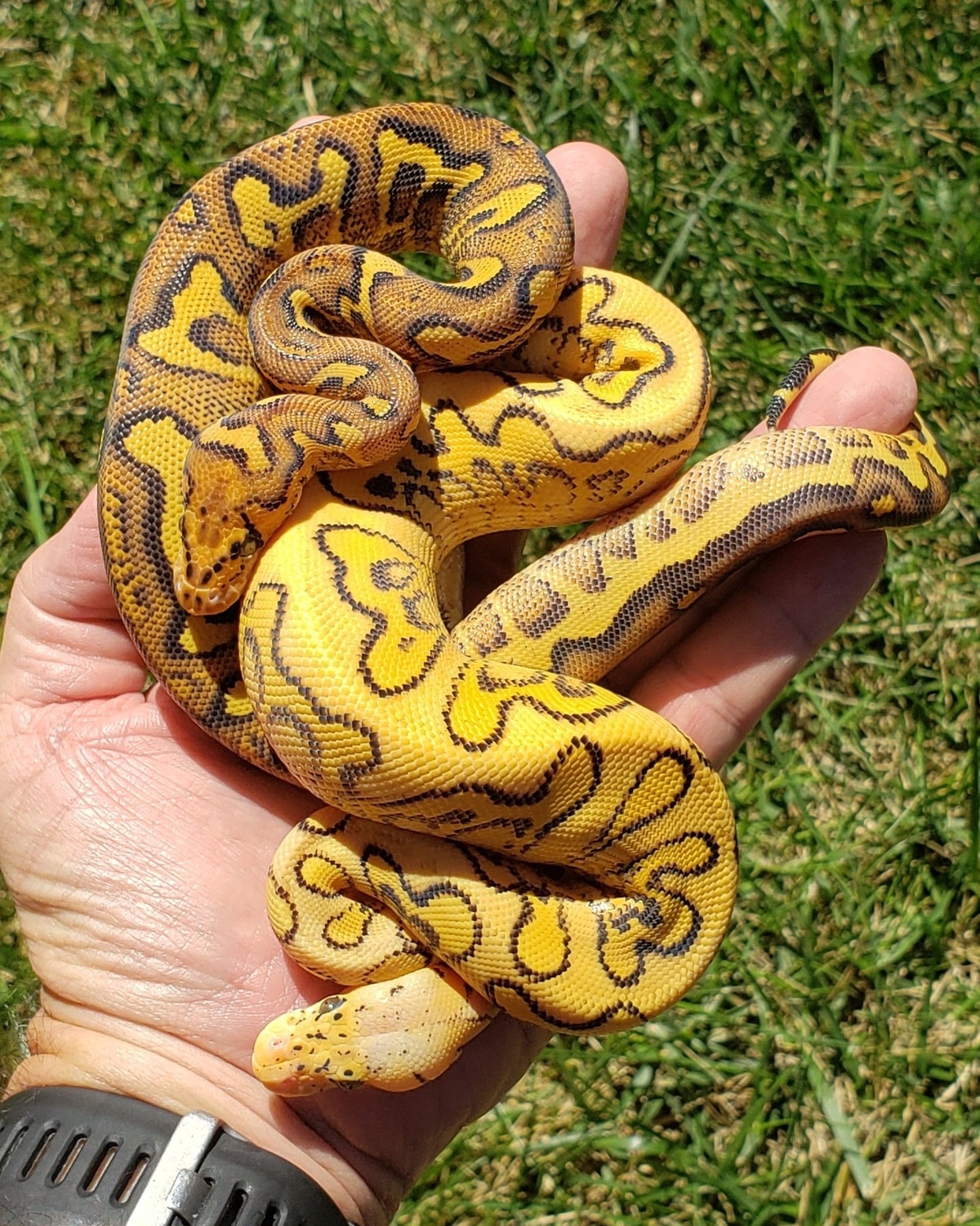 Super Gravel Clown Ball Python by Rp Reptiles - MorphMarket