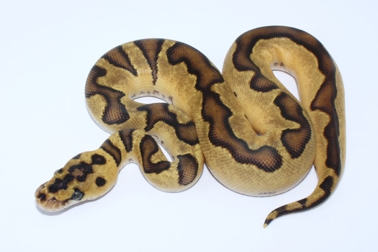 RTB Super Enchi Black Head Pastel Clown Ball Python by Rp Reptiles