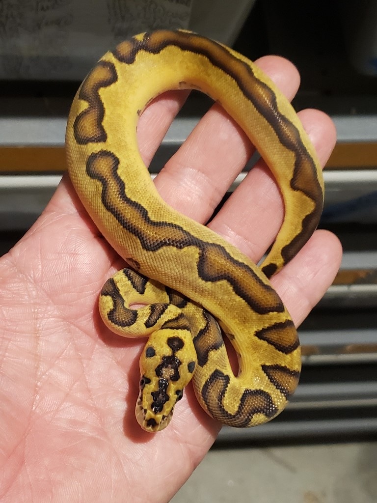 Super Enchi Black Head Pastel Clown (Poss Het Ghost) Ball Python by Rp Reptiles - MorphMarket