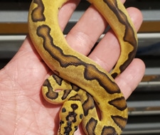 Super Enchi Black Head Pastel Clown (Poss Het Ghost) Ball Python by Rp ...