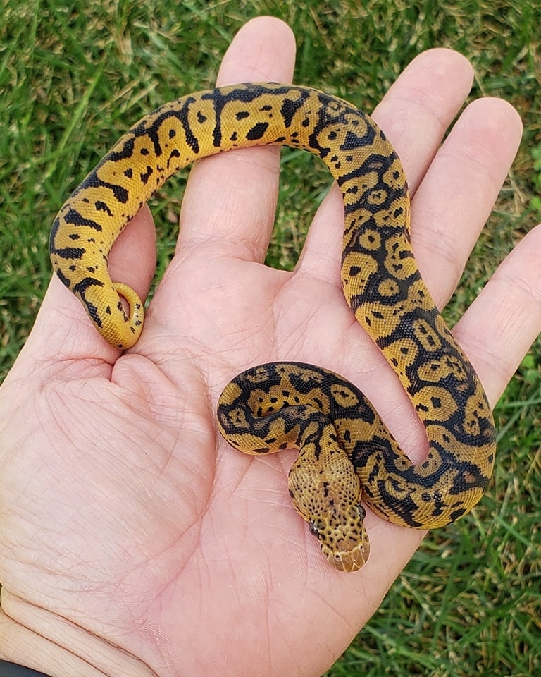 Confusion Pastel Spotnose Clown Ball Python by Rp Reptiles - MorphMarket