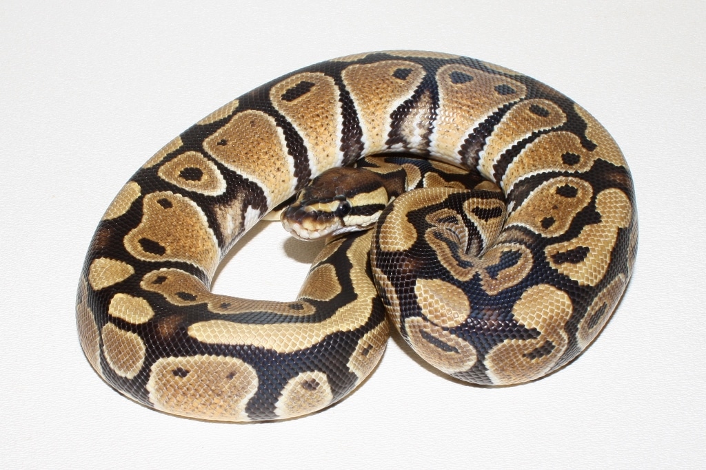 Double Het Cryptic Ghost Ball Python by Rp Reptiles - MorphMarket