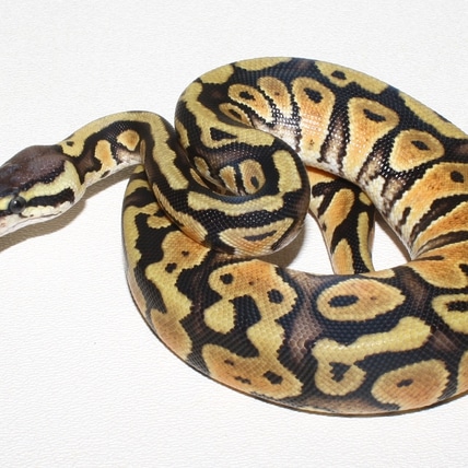 Super Gravel Pastel Clown Ball Python by Rp Reptiles - MorphMarket