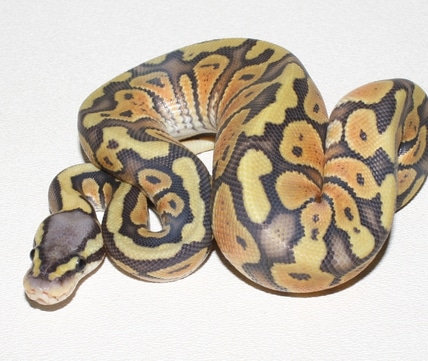 Super Enchi Black Head Pastel Clown (Poss Het Ghost) Ball Python by Rp ...