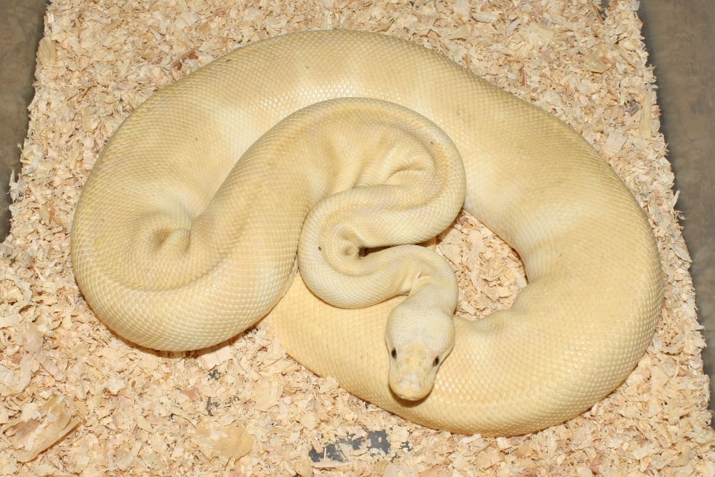 Super Pastel Banana Clown Ball Python by Rp Reptiles - MorphMarket