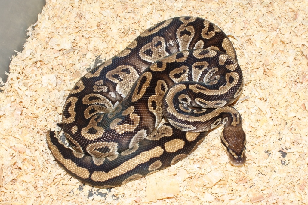Nanny Het Clown Ball Python by Rp Reptiles - MorphMarket