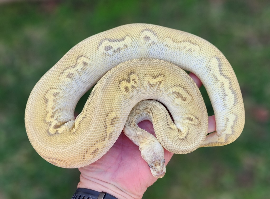Black Head Mojave Pastel Clown Ball Python by Rp Reptiles - MorphMarket