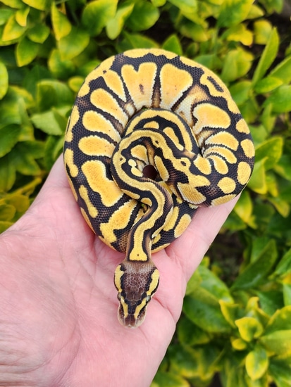 Cypress Enchi Pastel Het Clown Ball Python by Rp Reptiles