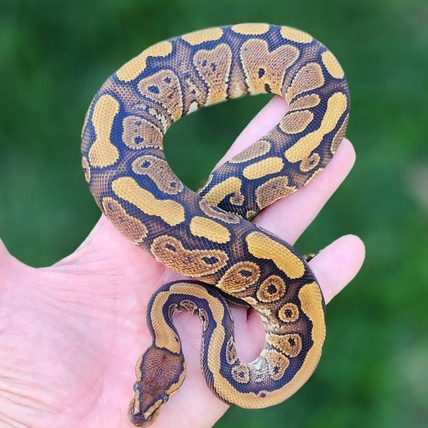 Super Gravel Clown Ball Python by Rp Reptiles - MorphMarket