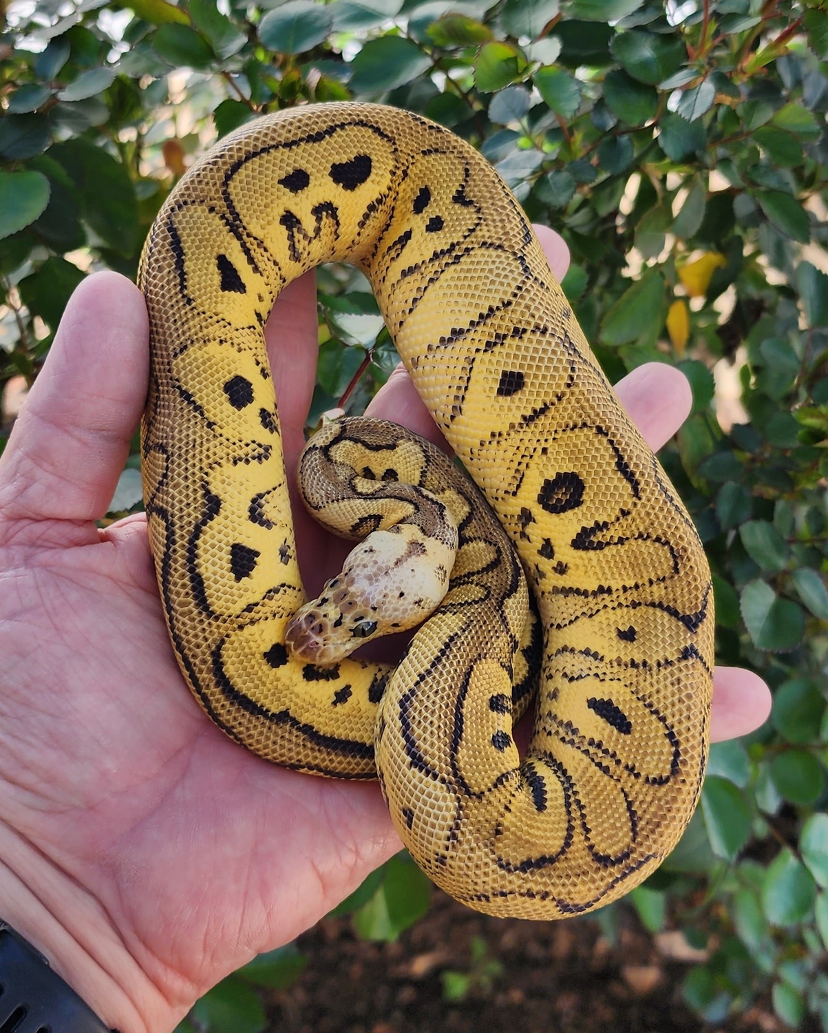Gravel Pastel Clown Ball Python by Rp Reptiles - MorphMarket