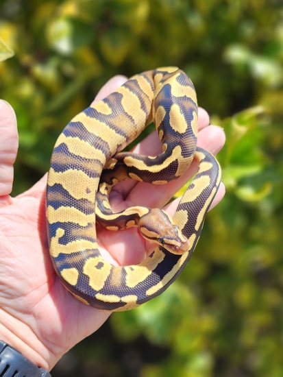 Chocolate Fire Gravel Het Clown Ball Python by Rp Reptiles