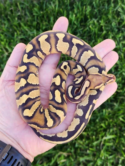 Chocolate Fire Gravel Het Clown Ball Python by Rp Reptiles