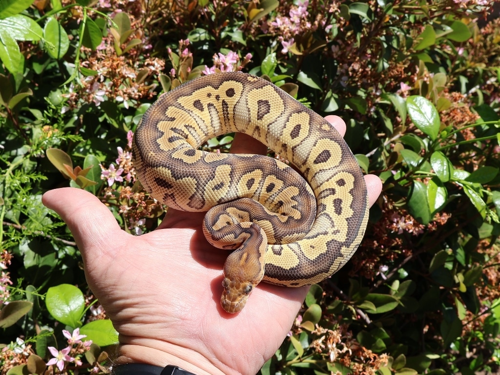Phantom Clown Ball Python by Rp Reptiles - MorphMarket