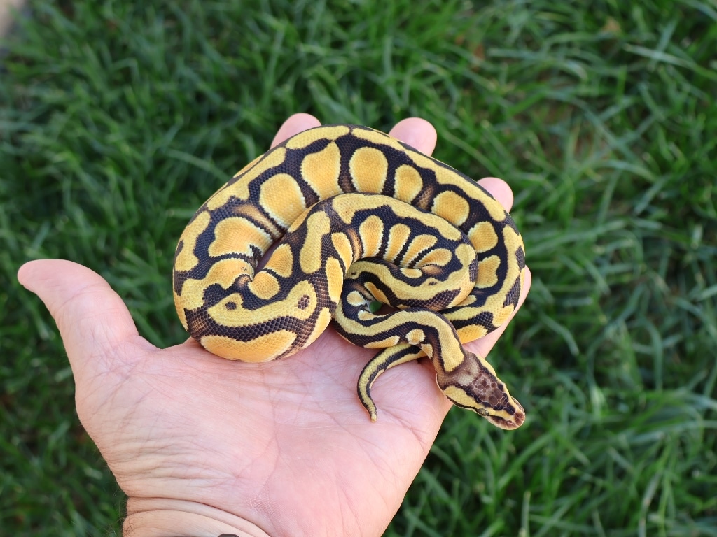 Cypress Enchi Pastel Het Clown Ball Python by Rp Reptiles - MorphMarket