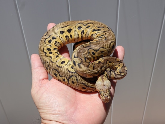 Black Pewter Clown Ball Python by Rp Reptiles