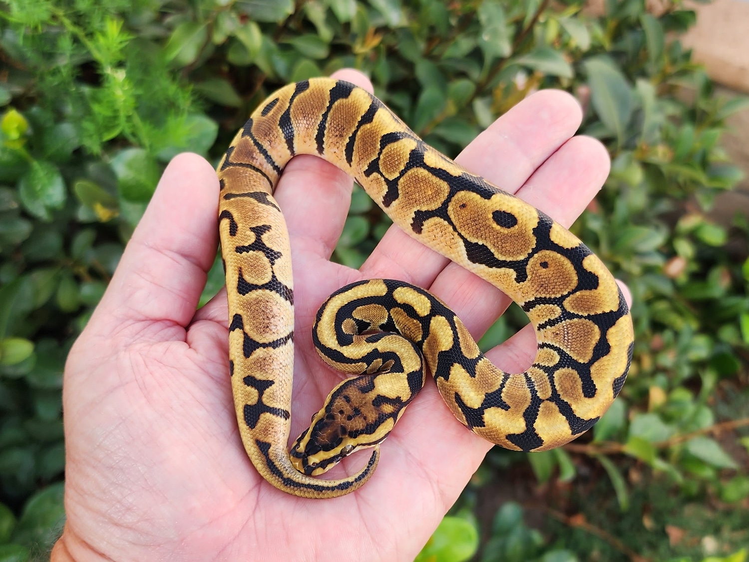 Enchi Spotnose Het Clown Ball Python by Rp Reptiles - MorphMarket