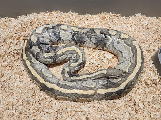 Hypo Butter (Paradox) Ball Python by Rp Reptiles