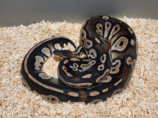 Black Head Pastel Ball Python by Rp Reptiles