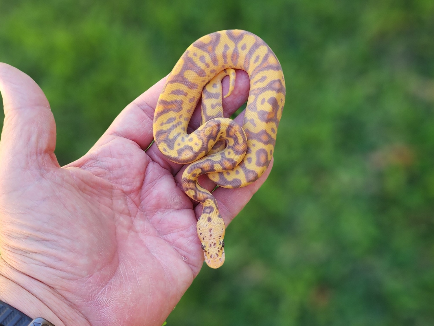 Female Maker Banana Confusion Pastel (Poss Enchi) Clown Ball Python by ...