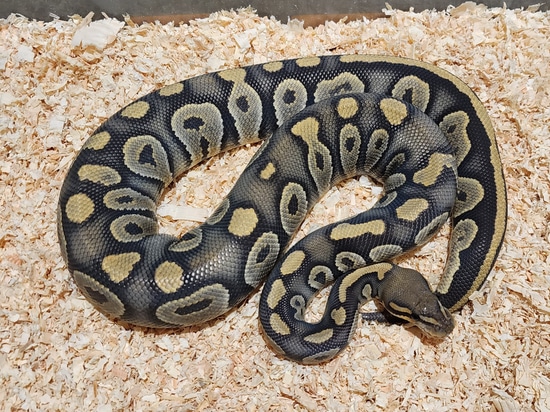 Hypo Chocolate Ball Python by Rp Reptiles