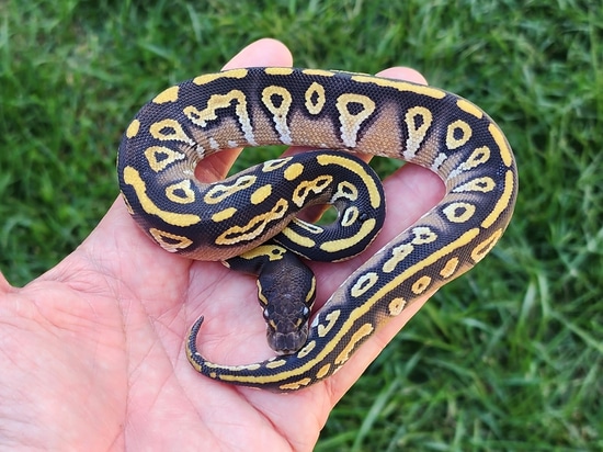 Black Head Mojave Spotnose Het Clown Ball Python by Rp Reptiles