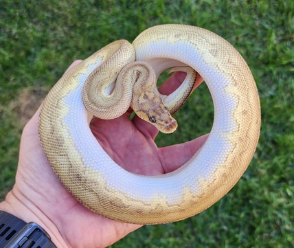 Black Head Mojave Pastel Clown Ball Python by Rp Reptiles - MorphMarket