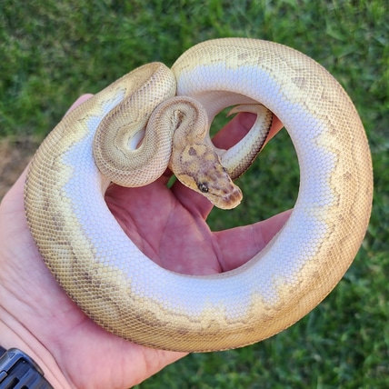 Super Gravel Pastel Clown Ball Python by Rp Reptiles - MorphMarket