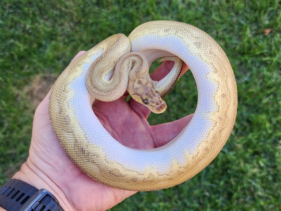 RTB Black Head Lesser Clown Ball Python by Rp Reptiles