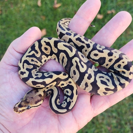Super Enchi Black Head Pastel Clown Ball Python by Rp Reptiles ...