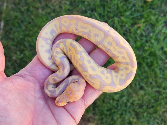 Banana Confusion Spotnose Clown Ball Python by Rp Reptiles